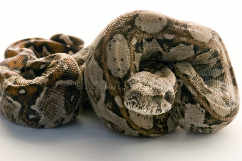 180 Baby Boa Constrictor Stock Photos - Free & Royalty-Free Stock ...