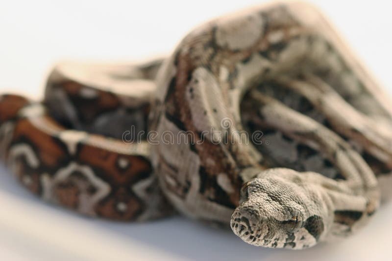 Baby Boa Constictor Close-up Stock Image - Image of brown, pattern: 1379627