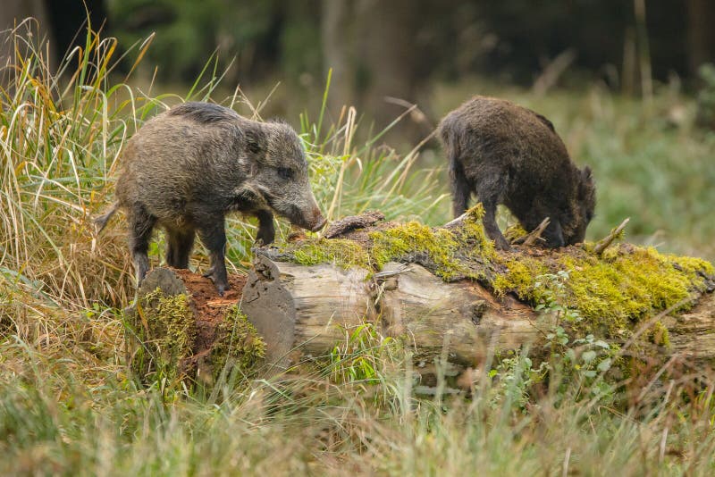 Baby boar foraging stock image. Image of brown, formidable - 93215459