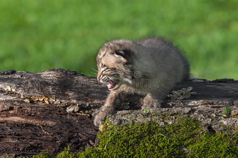 Baby Bobcat (Lynx Rufus) Cries on Log Stock Photo - Image of horizontal ...