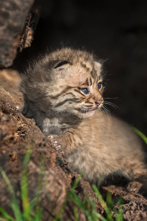 Bobcat Newborn