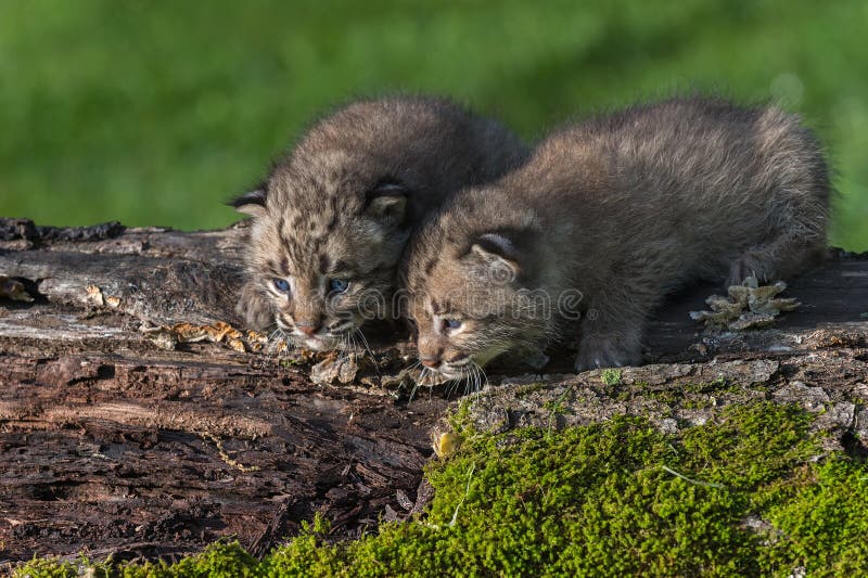 Baby Bobcats (Lynx Rufus) Look Down from Log Stock Image - Image of ...