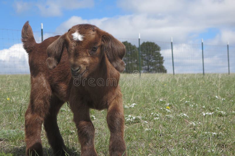 Baby Boer goat stock image. Image of pasture, ears, farm - 91355487