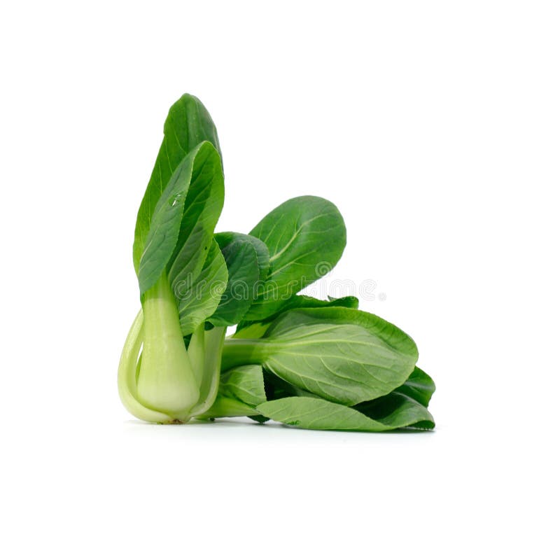 Baby Bok Choy or Pak Choi Chinese Cabbage Stock Image - Image of baby ...