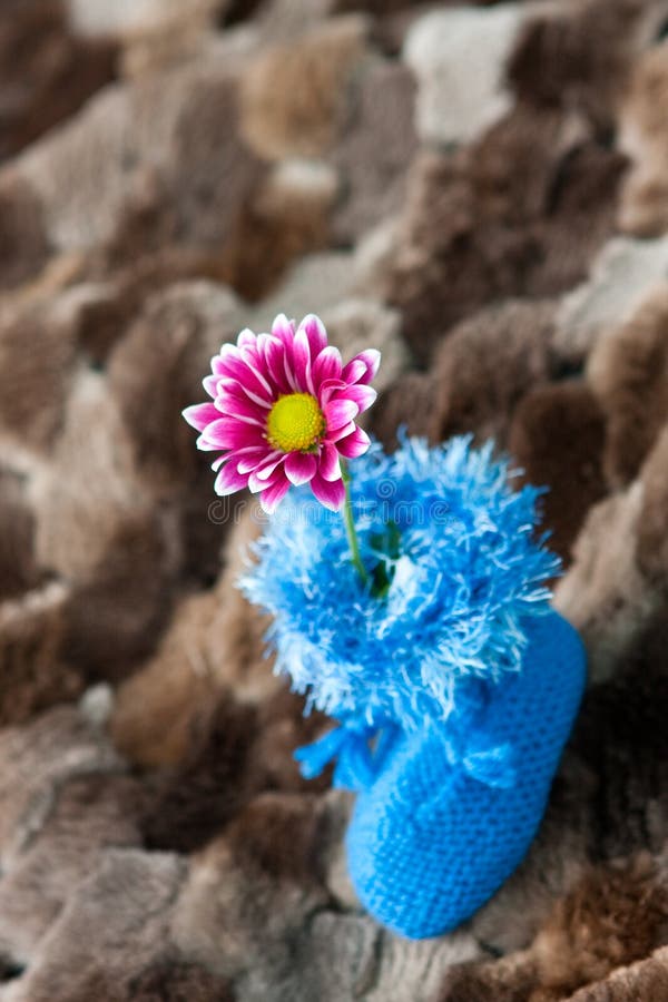 Baby boot stock photo. Image of chrysanthemum, flower - 16744106