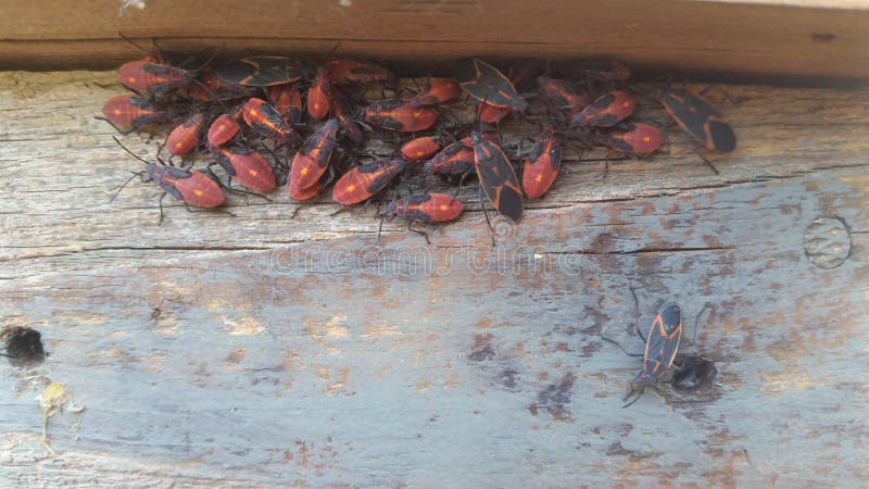 Baby boxelder Wanzen stockbild. Bild von schwarzes, insekte - 98796795