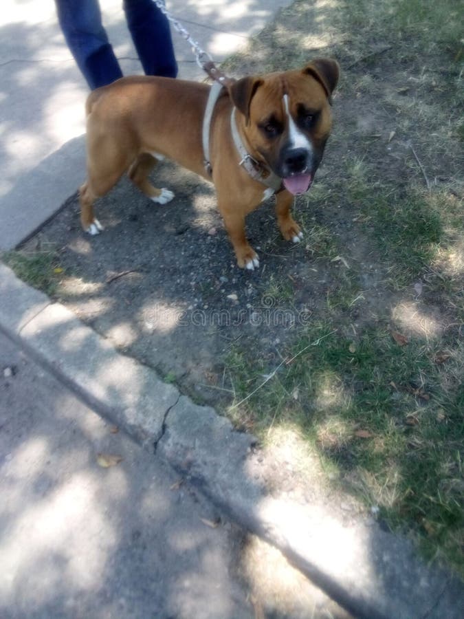 Boxer and Pitbull mix stock image. Image of pitbull, snout - 35995503