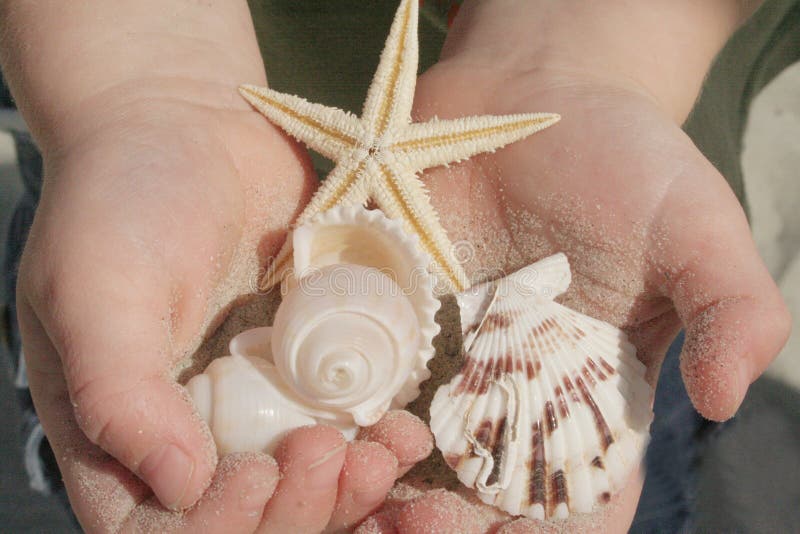 Baby Boy Hands Holding Shells and Star Fish on a Beach in the Sand ...