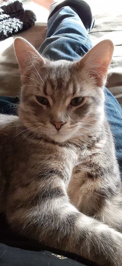 Rolo Cat Stock Photos - Free & Royalty-Free Stock Photos from Dreamstime