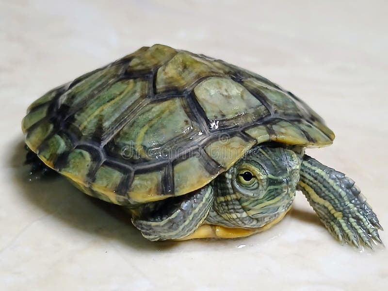 Baby Brazilian Turtle stock photo. Image of reptil, baby - 374206768