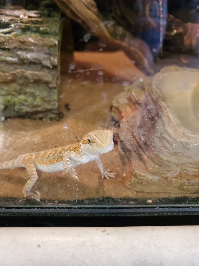 Baby Breaded Dragon Lizard Pet Stock Image - Image of food, leaf: 202745773