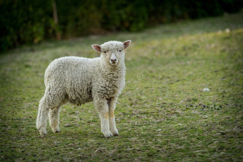 Baby Bright Sheep on the Farm Stock Photo - Image of countryside ...