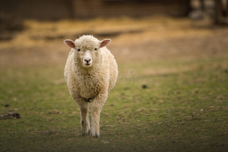 Baby Bright Sheep on the Farm Stock Photo - Image of outdoors, outdoor ...