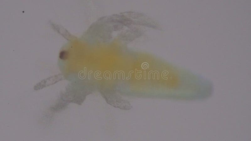 Baby of brine shrimp. stock footage. Video of microscope - 113606820
