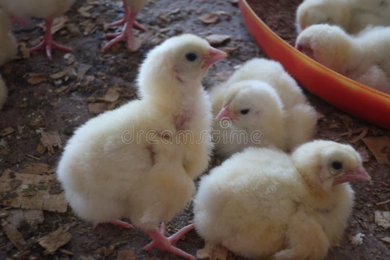 Baby Broiler Day Old Chick stock image. Image of chicken - 214983987