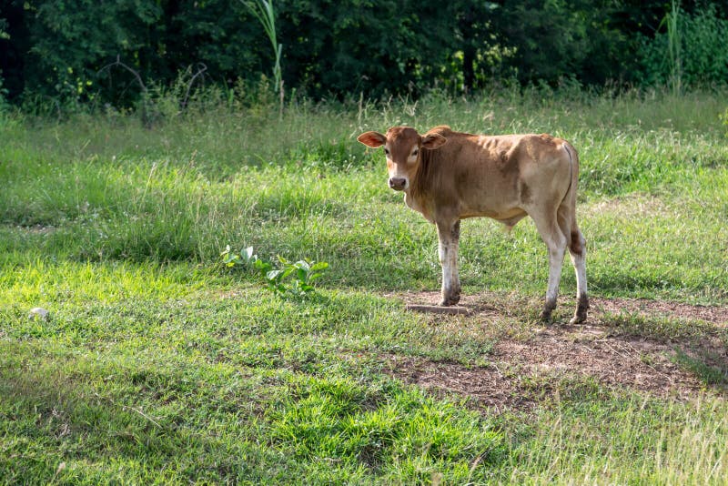 Baby brown bull. stock photo. Image of frontal, clouds - 60102896