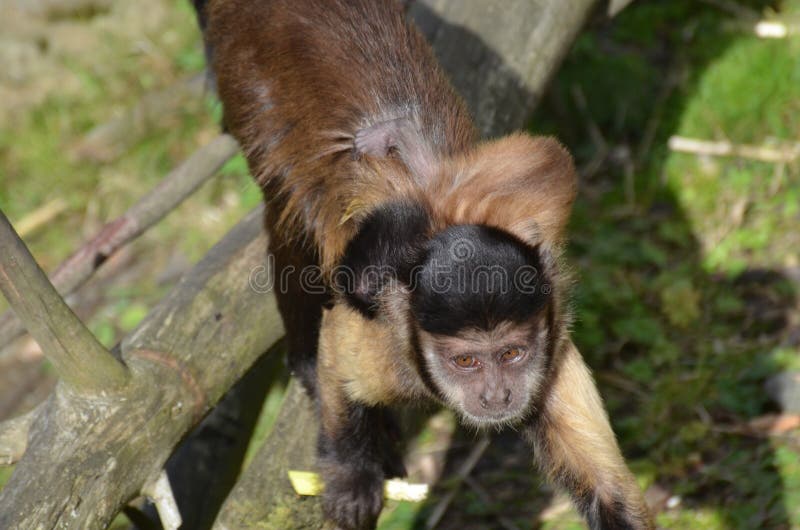Baby Brown Capuchin Monkey on the Back of it`s Mom Stock Image - Image ...