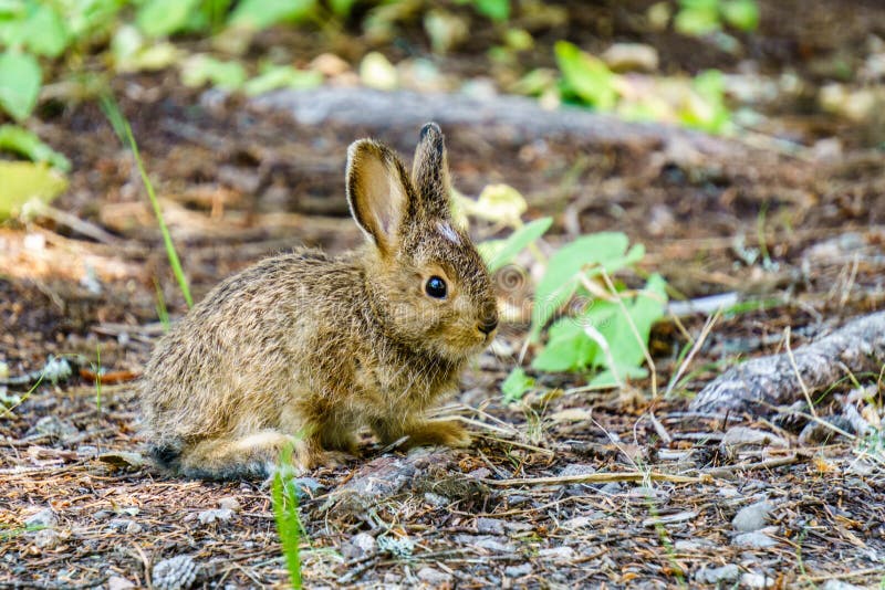 Baby Brown Hare or Bunny on Forest Floor. Stock Image - Image of ...