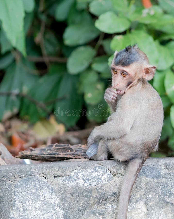 Monkey Sitting Sad and Depressed on the Roof Stock Photo - Image of ...