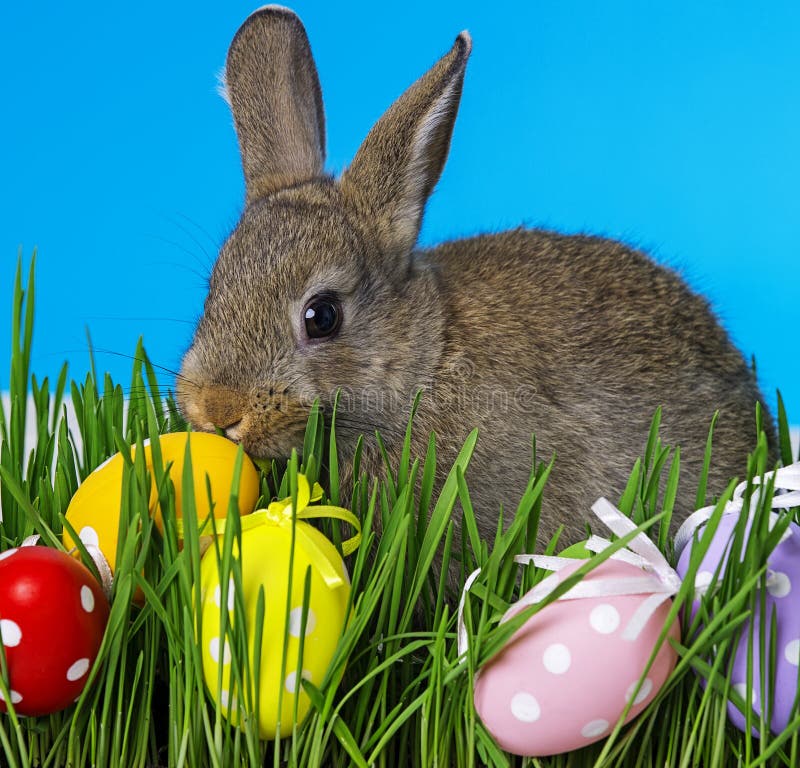 Baby Brown Rabbit and Easter Eggs Stock Image - Image of mammal, bunny ...