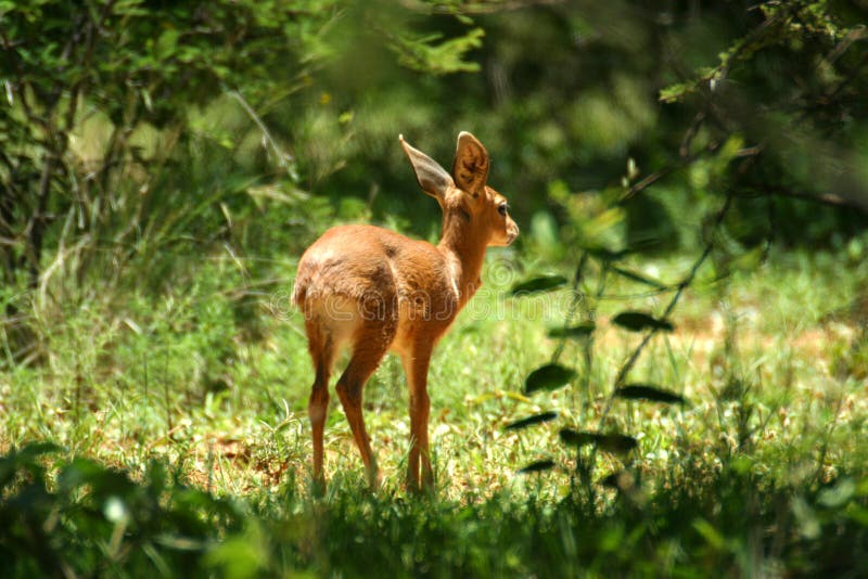 Caring Parents stock photo. Image of cute, nature, concept - 230408