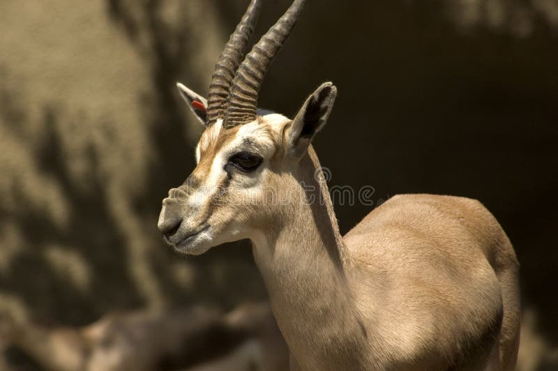 Baby Buck , Dear Picture. Image: 2800698