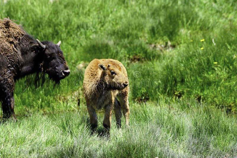 Baby Buffalo stock image. Image of ungulate, yellowstone - 20371373