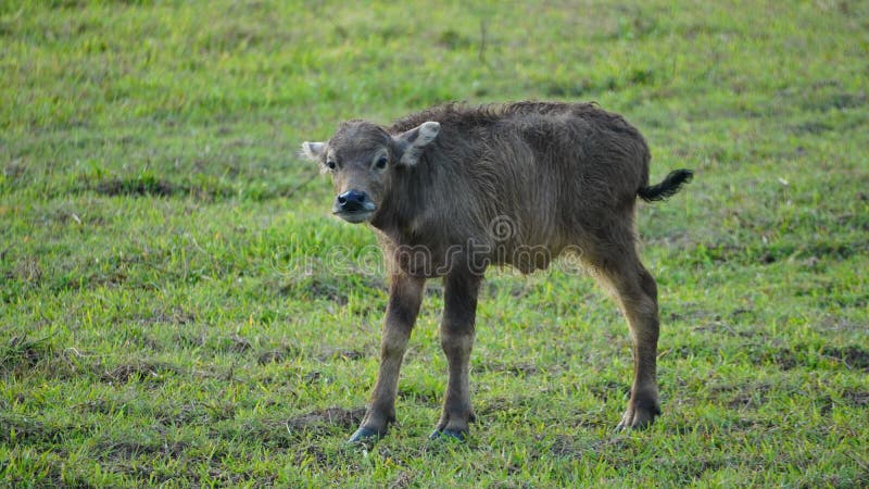Baby buffalo stock image. Image of grass, herd, mammal - 245545239