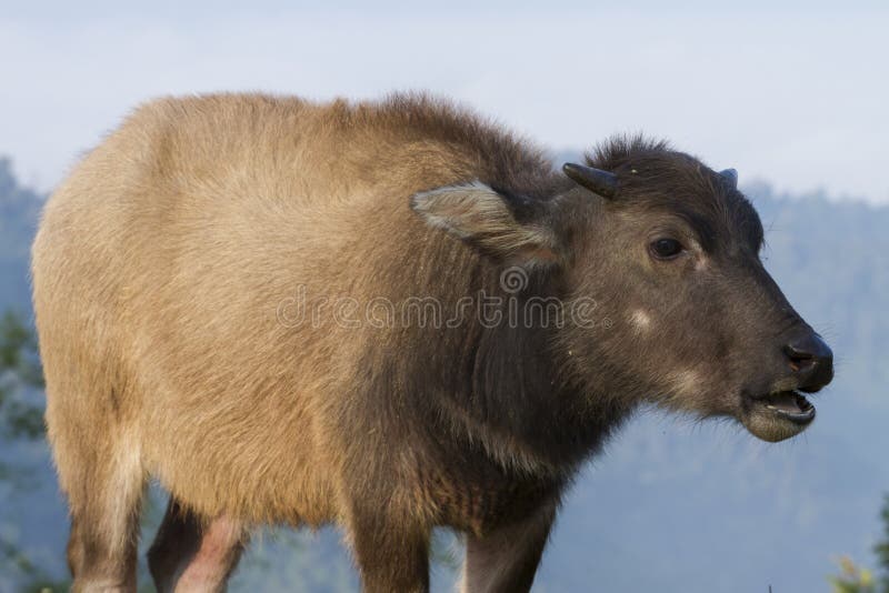 Baby Buffalo (Bubalus Bubalis) in Thailand Stock Image - Image of ...