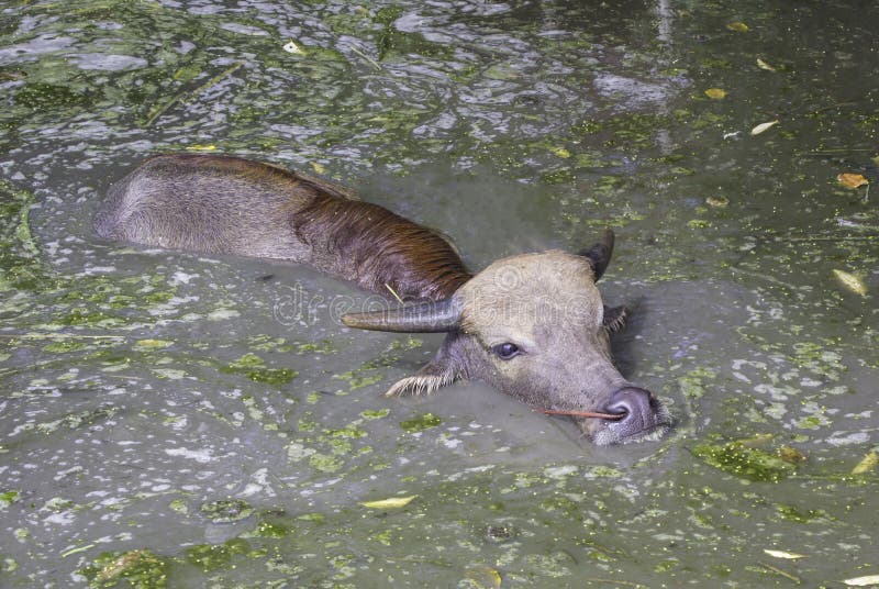 Baby Buffalo Float in of Dirty Water. Stock Image - Image of asian ...