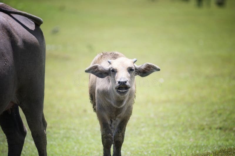 Baby buffalo stock image. Image of mammal, nature, baby - 149879417