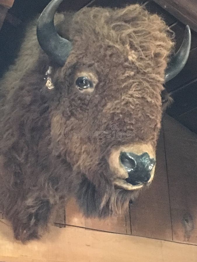 Baby Buffalo stock photo. Image of mounted, calico, buffalo - 98702404