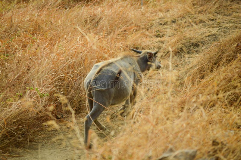 Baby Buffalo Runs through a Dry Bush Stock Image - Image of color ...