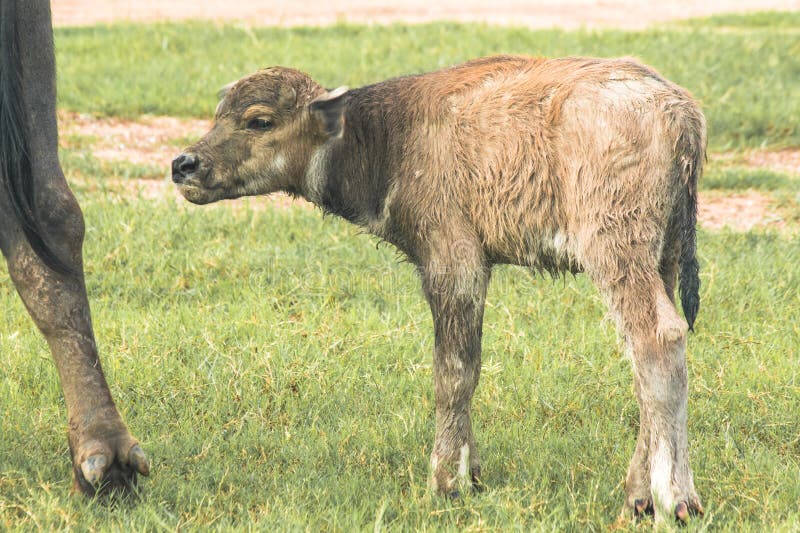 A Baby Buffalo Eating Grass in the Field Stock Photo - Image of ...