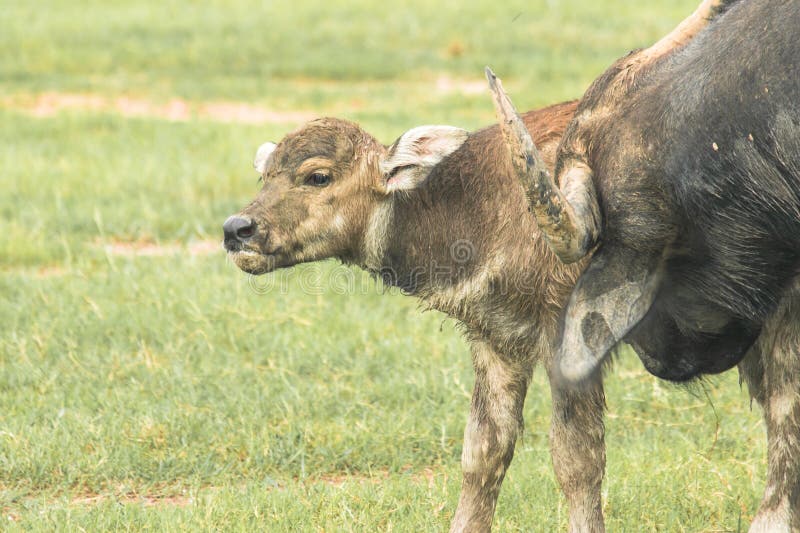A Baby Buffalo is Walking in the Field Stock Photo - Image of harvest ...