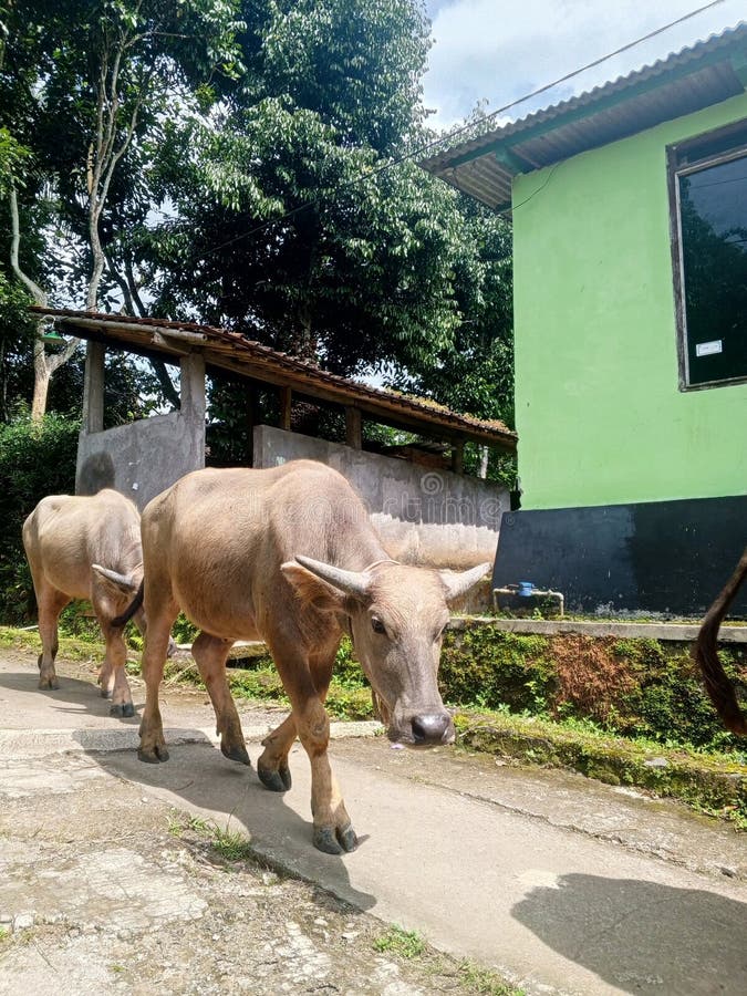 Baby Buffalo that Will Go To the Rice Fields To Eat Grass Stock Photo ...