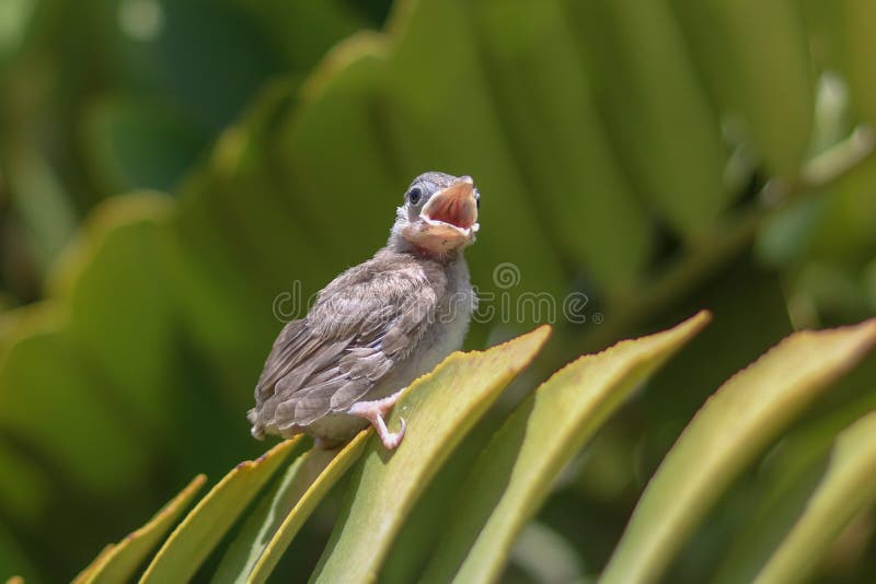 A baby Bulbul on the tree stock photo. Image of flower - 187362792