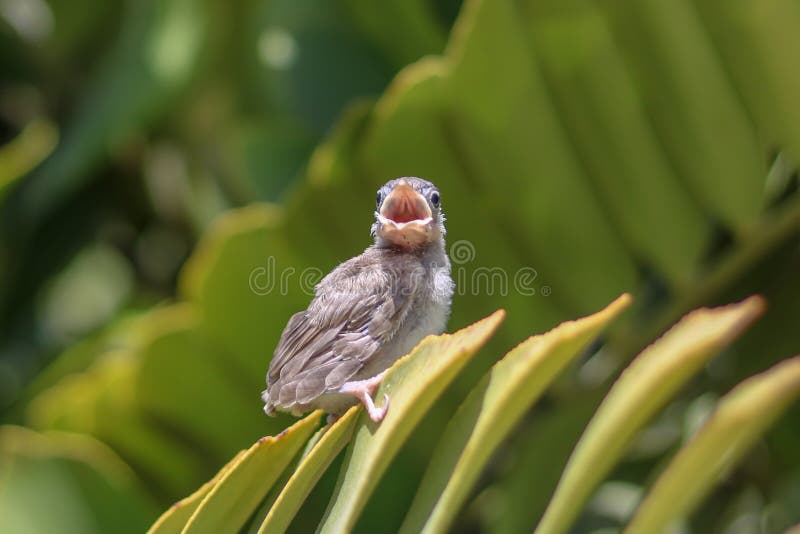 A baby Bulbul on the tree stock photo. Image of flower - 187362792