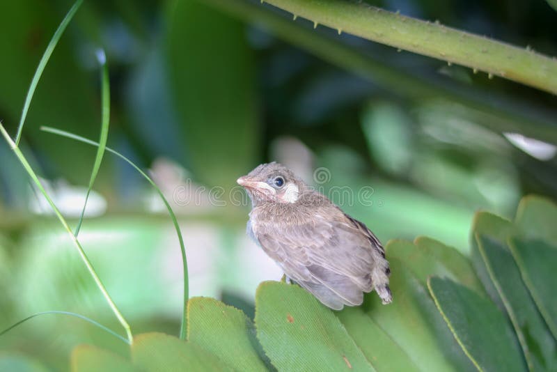 A baby Bulbul on the tree stock photo. Image of green - 187362864