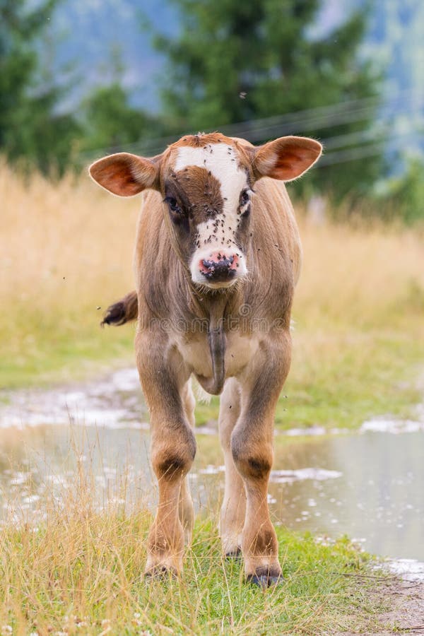 Baby Bull on a Mountain Pasture Looking at the Camera Stock Image ...