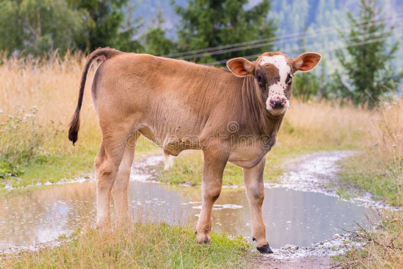 Baby Bull with Flyes on His Face Looking at the Camera Stock Image ...