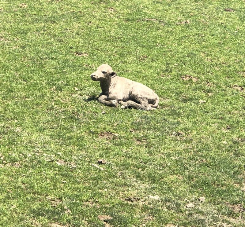 Baby Bull stock image. Image of newborn, sunbathing - 153764495