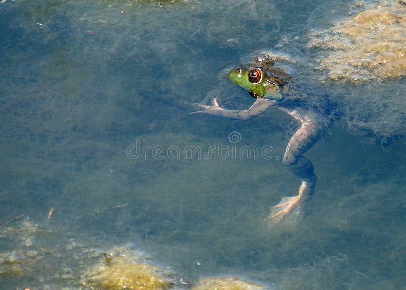 Baby Bullfrog Floating in Pond Stock Image - Image of nature, bullfrog ...