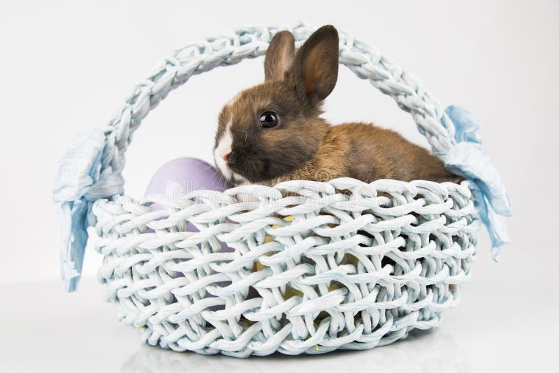 Baby Bunnies in a Basket stock image. Image of concept - 218706455