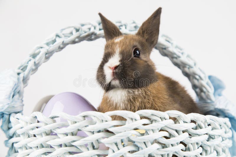 Baby Bunnies in a Basket stock image. Image of rabbit - 218707221