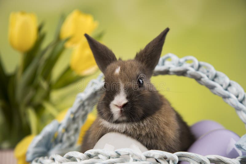 Baby Bunnies in a Basket stock image. Image of holidays - 218709173