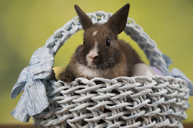 Baby Bunnies in a Basket stock image. Image of nature - 218714631