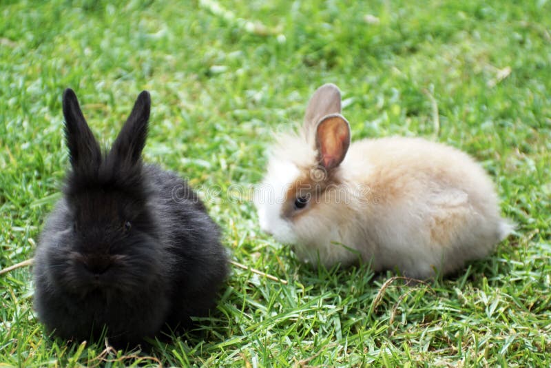 Rabbits in the grass stock photo. Image of cute, green - 139236572