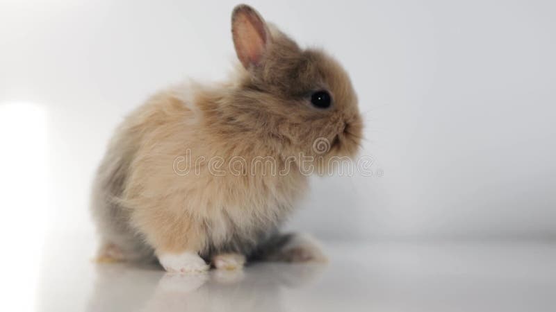 A Baby Bunny Easter Rabbit Sniffing, Looking Around, on White ...