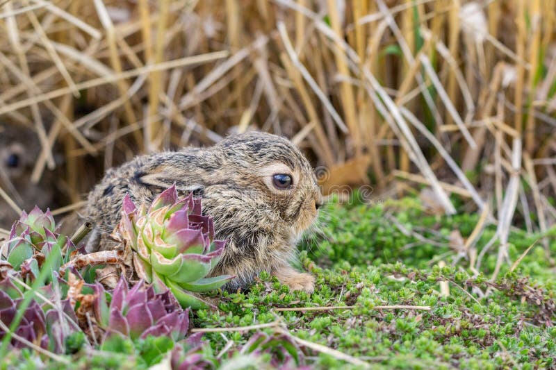 Baby Bunny Emerging from Its Nest in Spring Stock Photo - Image of ...